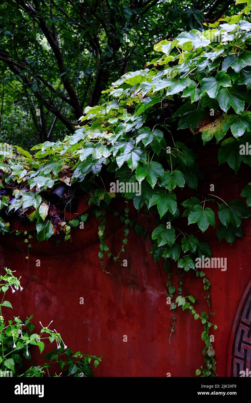 The red wall with green Boston ivy Stock Photo - Alamy