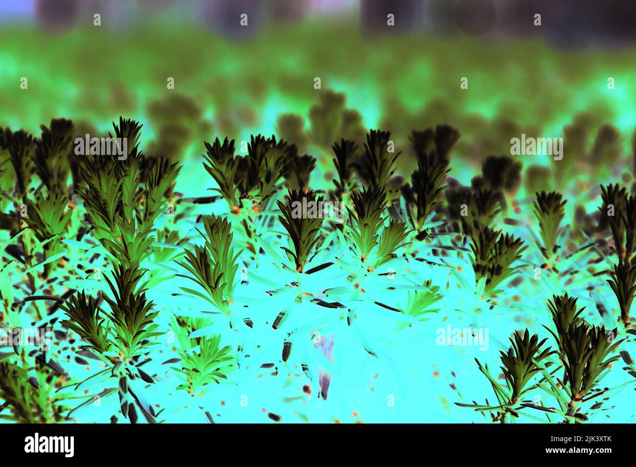 Gorgeous new growth pine needles on a conifer tree branch in a bright ...