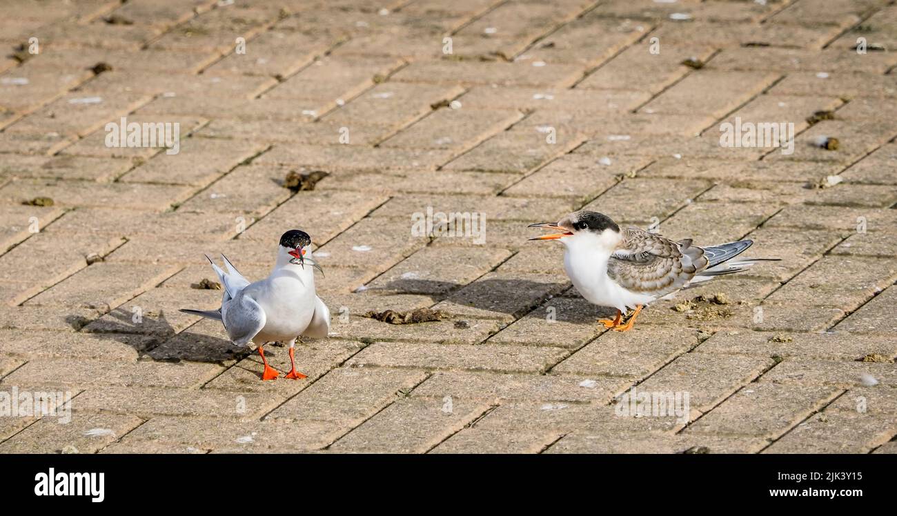 Common tern bird chicks in hi-res stock photography and images - Alamy