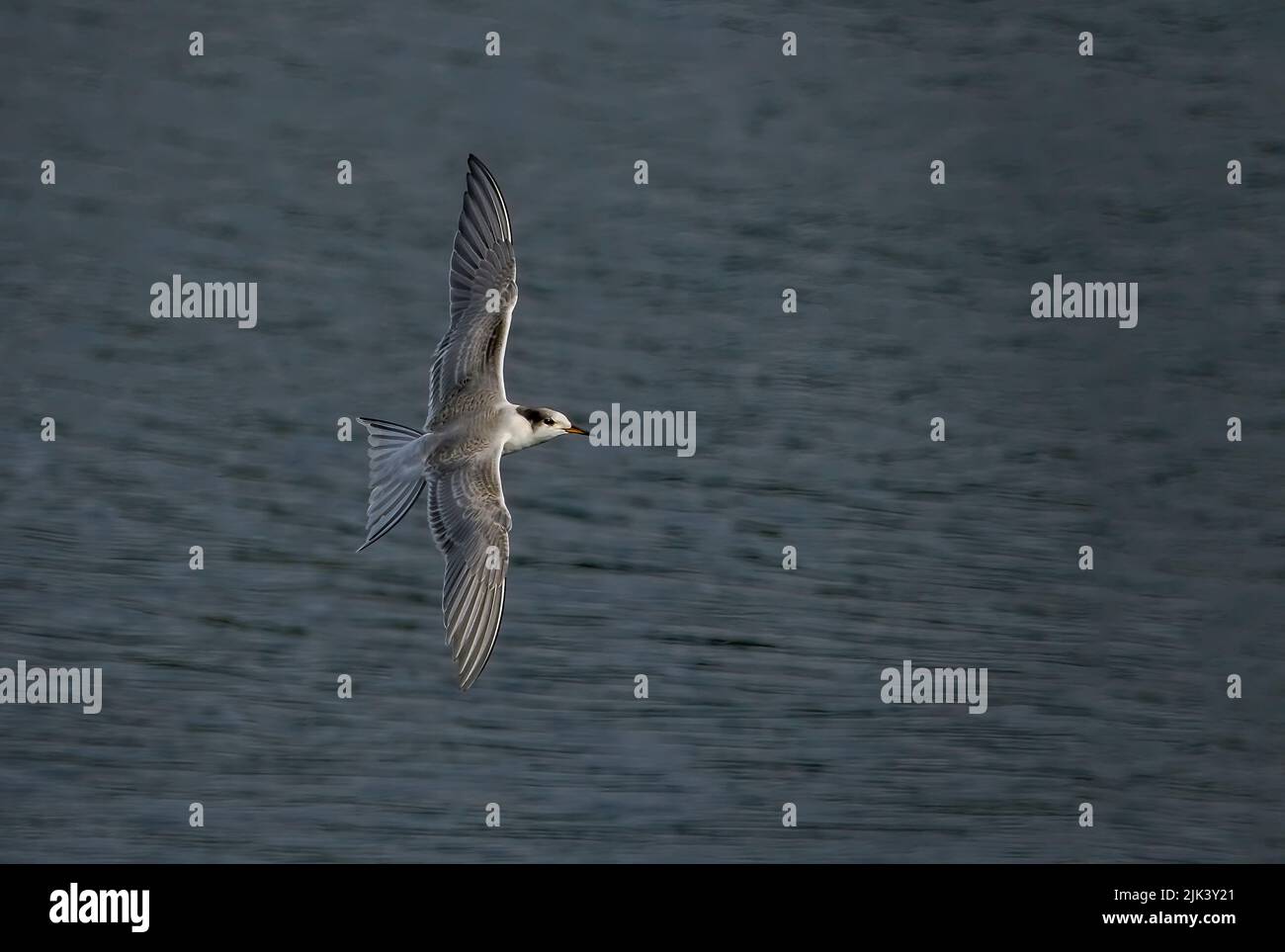 Juvenile Black Tern flying over water Stock Photo - Alamy