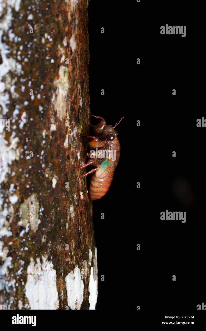 Cicada on a wet tree in black background on a rain night in agumbe ...