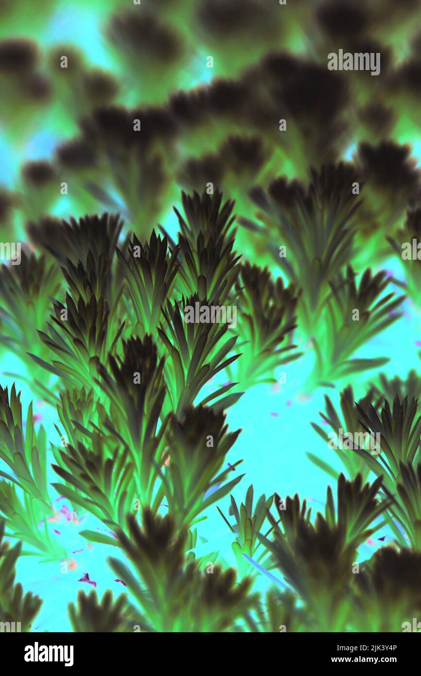 Gorgeous new growth pine needles on a conifer tree branch in a bright ...