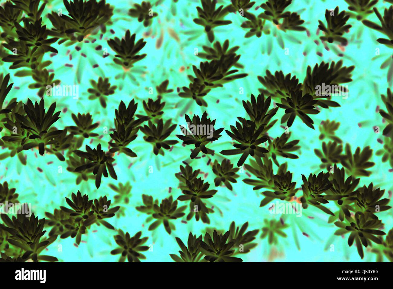 Gorgeous new growth pine needles on a conifer tree branch in a bright ...