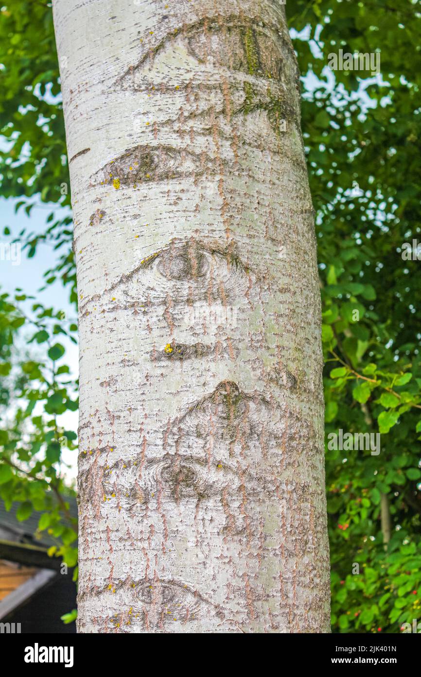 Big old tree with bark with eyes is watching you in north German ...