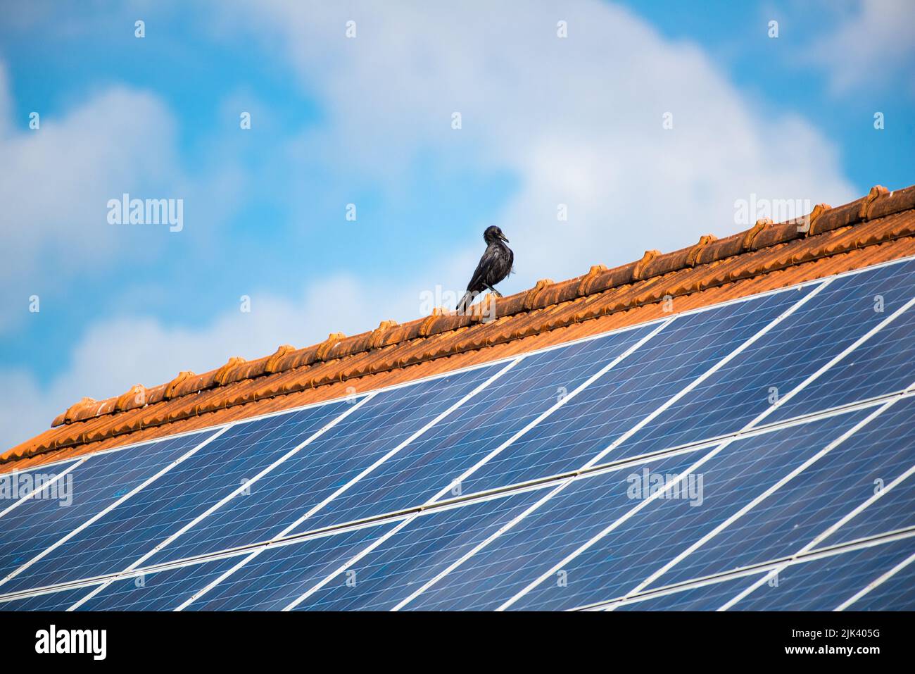 Crow standing on a roof above solar panels Stock Photo - Alamy