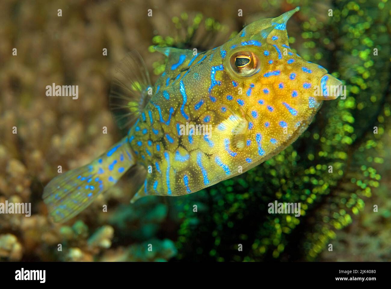 Thornback Cowfish (Lactoria fornasini), Great Barrier Reef, UNESCO ...