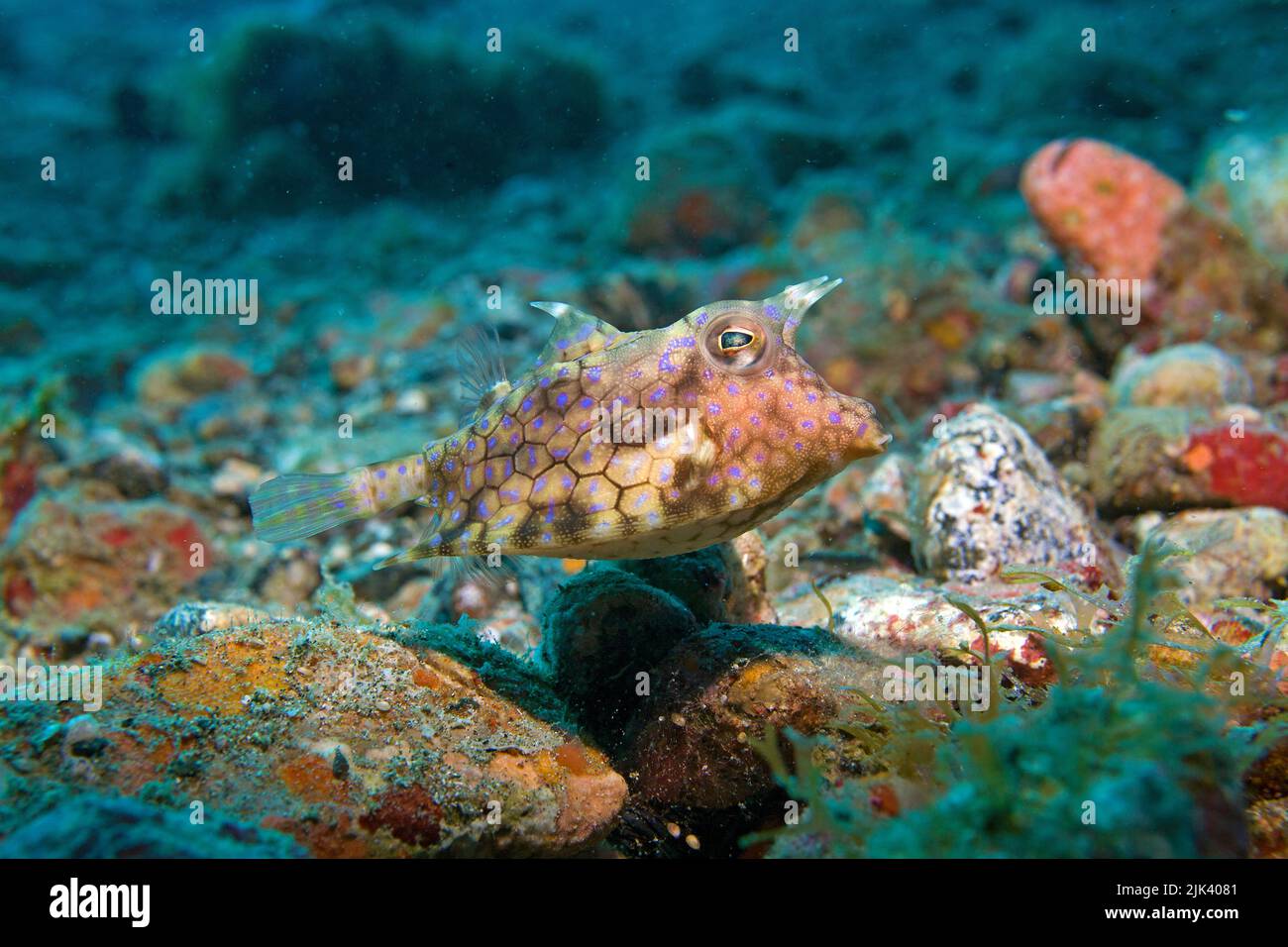 Gehoernter Kuhkofferfisch (Lactoria penthacantha) im Korallenriff ...