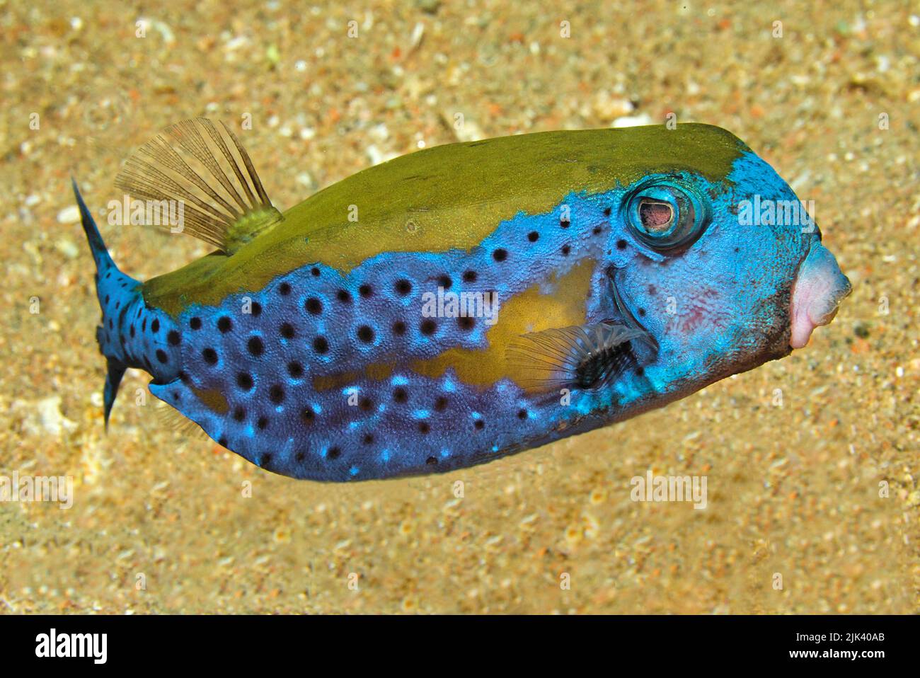 Red sea boxfish (Ostracion cyanurus) also known as Bluetail boxfish or ...