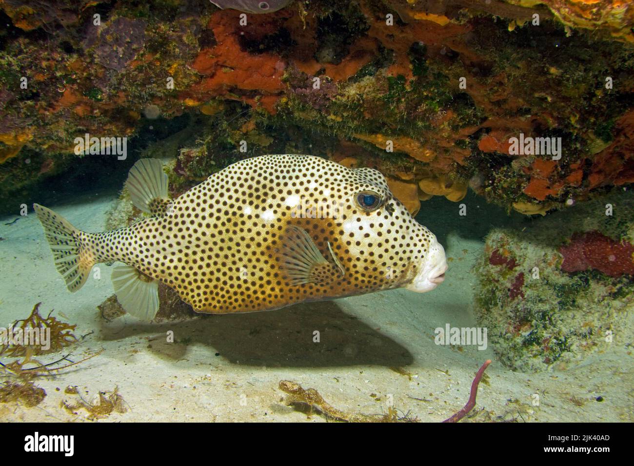 Spotted trunkfishes hi-res stock photography and images - Alamy