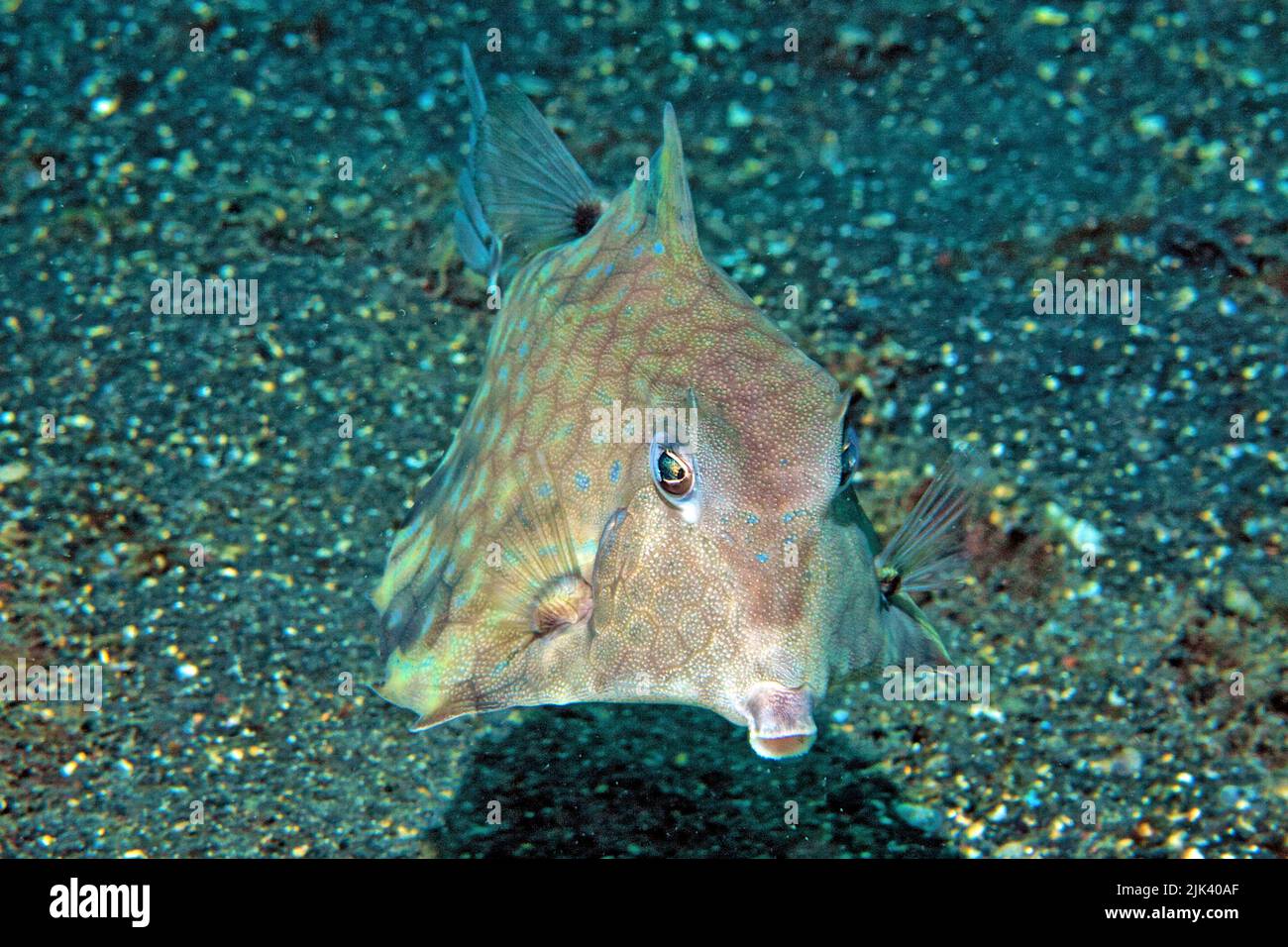 Rueckendorn kofferfische hi-res stock photography and images - Alamy