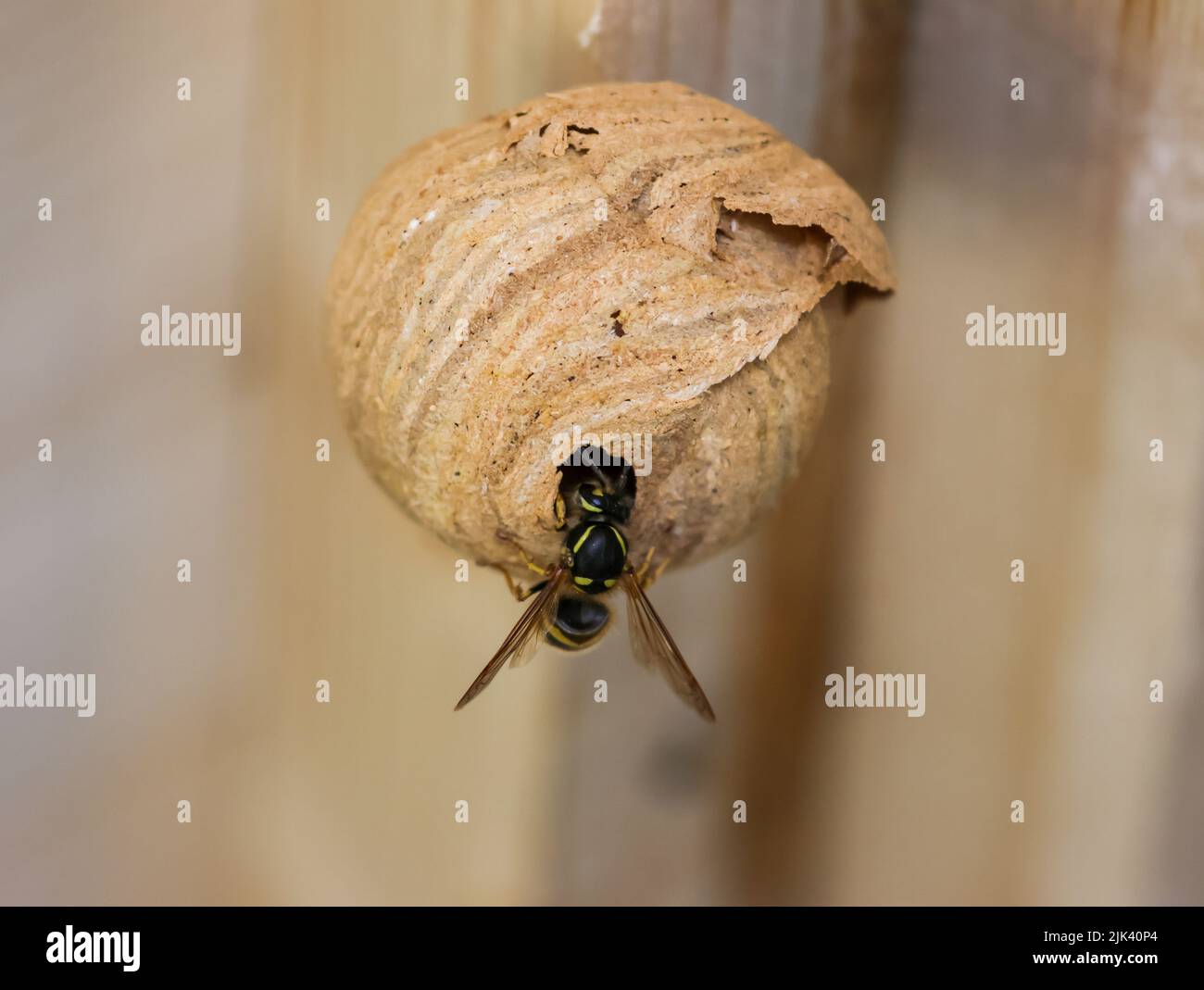 Queen wasp hi-res stock photography and images - Alamy