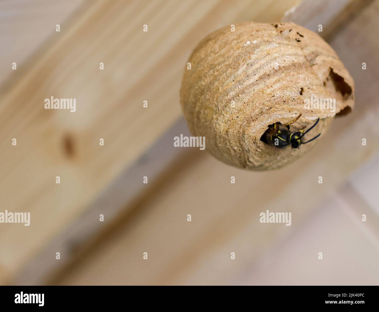 Queen wasp building nest. Insect head emerging from inside round ...