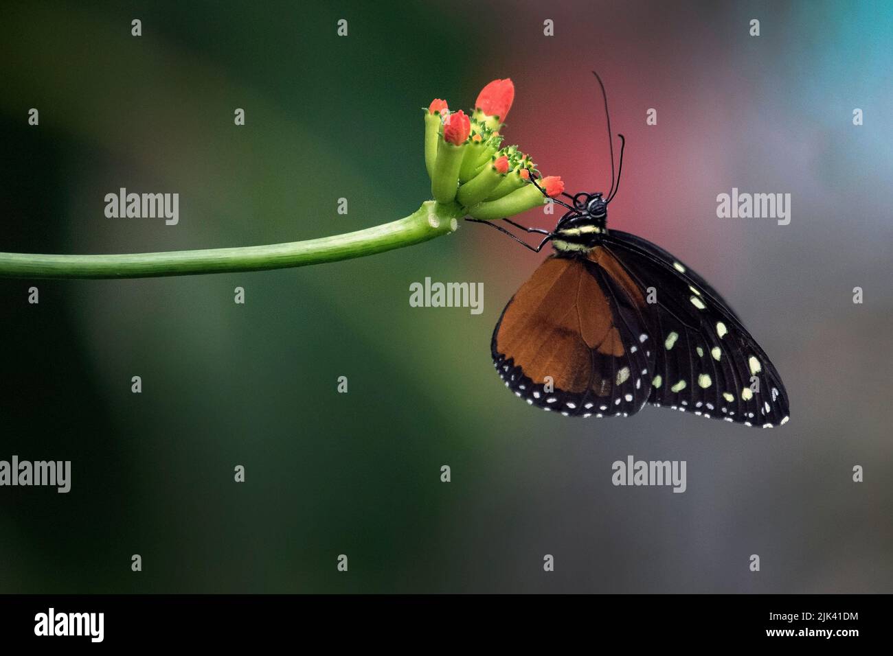 Monarch butterfly hanging on the edge of a flower stalk Stock Photo - Alamy