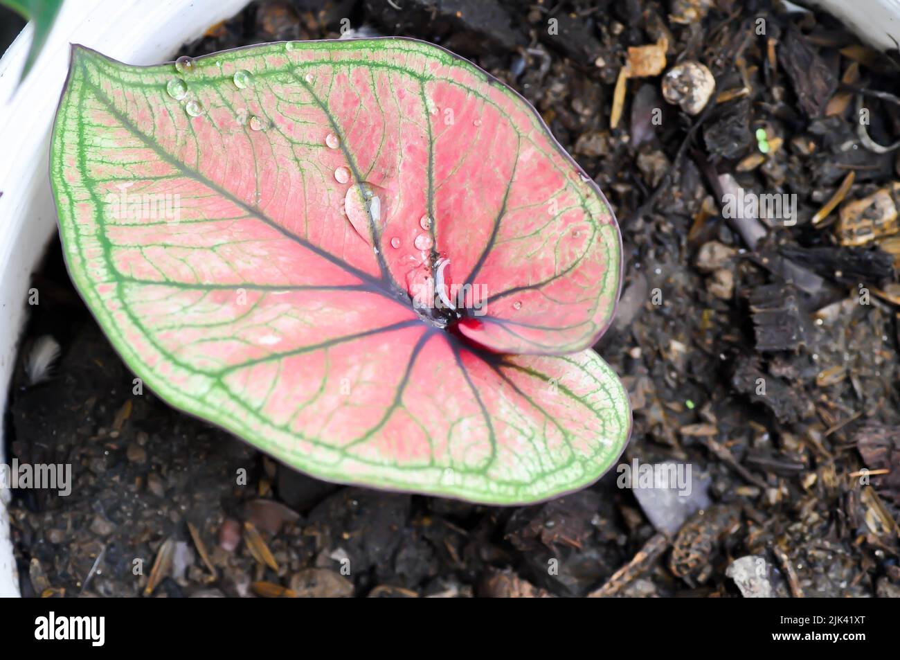 Caladium, Caladium Bicolor Vent or Caladium bicolor or caladium sp ...