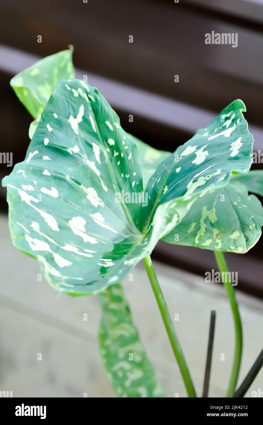 Colocasia Hilo Beauty, Alocasia Hilo or Caladium Hilo Beauty or ...