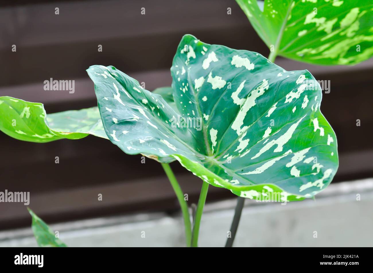 Colocasia Hilo Beauty, Alocasia Hilo or Caladium Hilo Beauty or ...