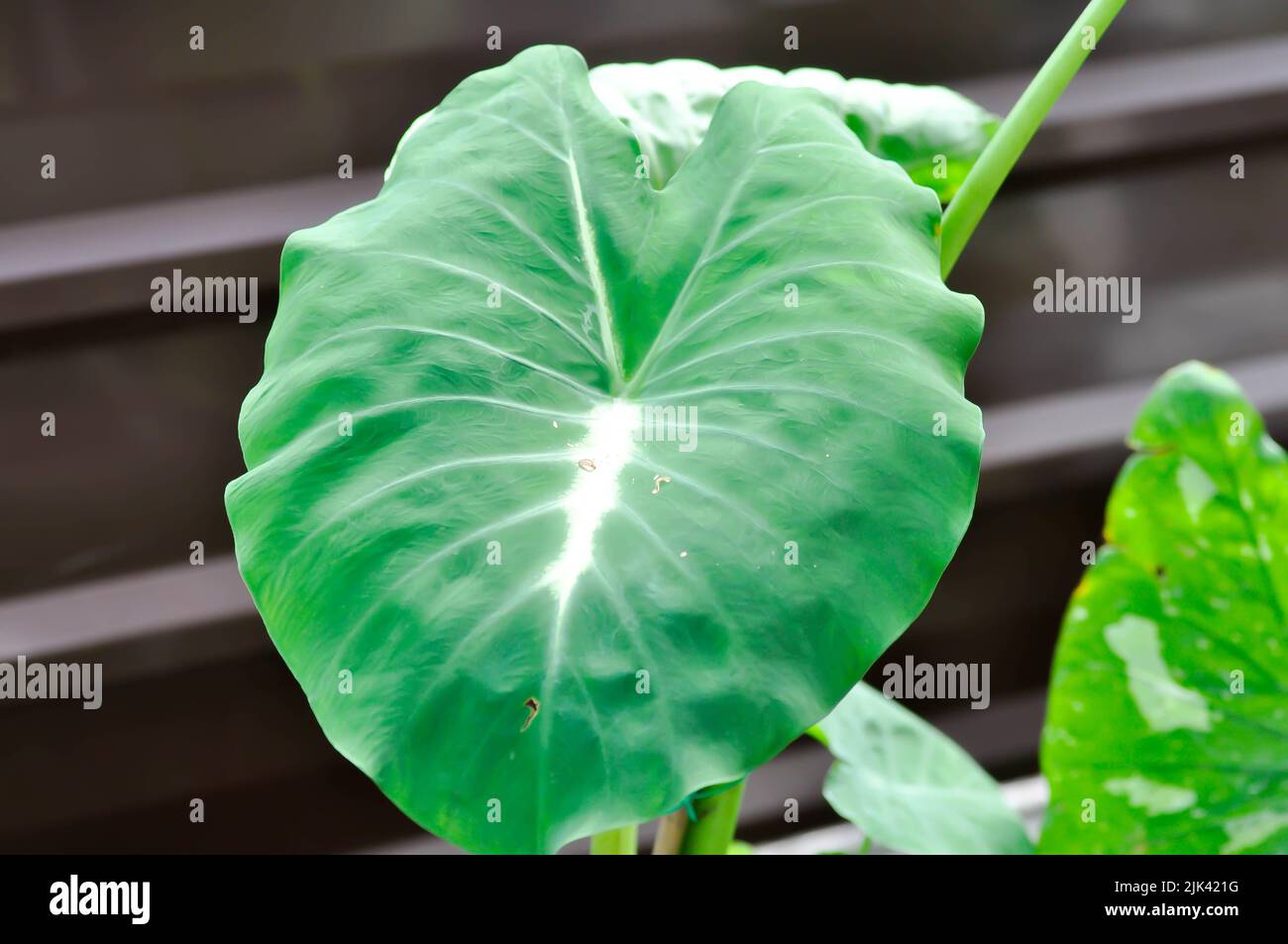 Colocasia Milky Way or Caladium Milky Way or caladium bicolor or ...