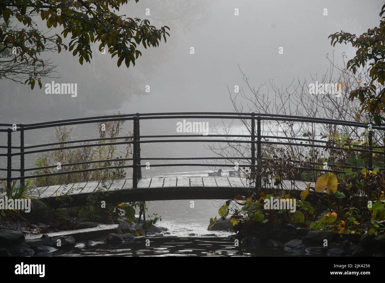 Dark background during autumn season hi-res stock photography and ...