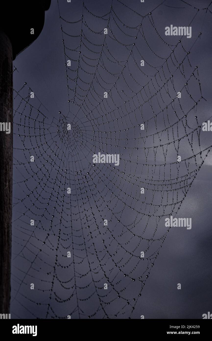 Closeup or macro of a spiderweb, dramatic photo Stock Photo - Alamy