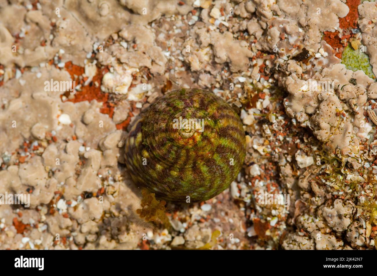 Purple topshell (Steromphala umbilicalis) in rockpool Stock Photo - Alamy