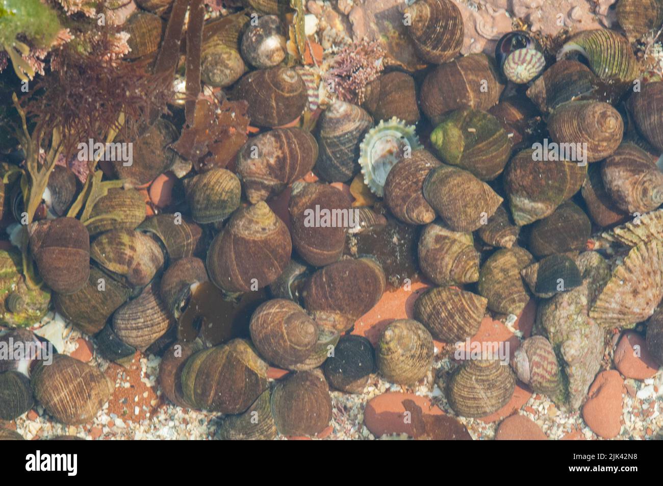 Mass of Edible periwinkle Stock Photo - Alamy