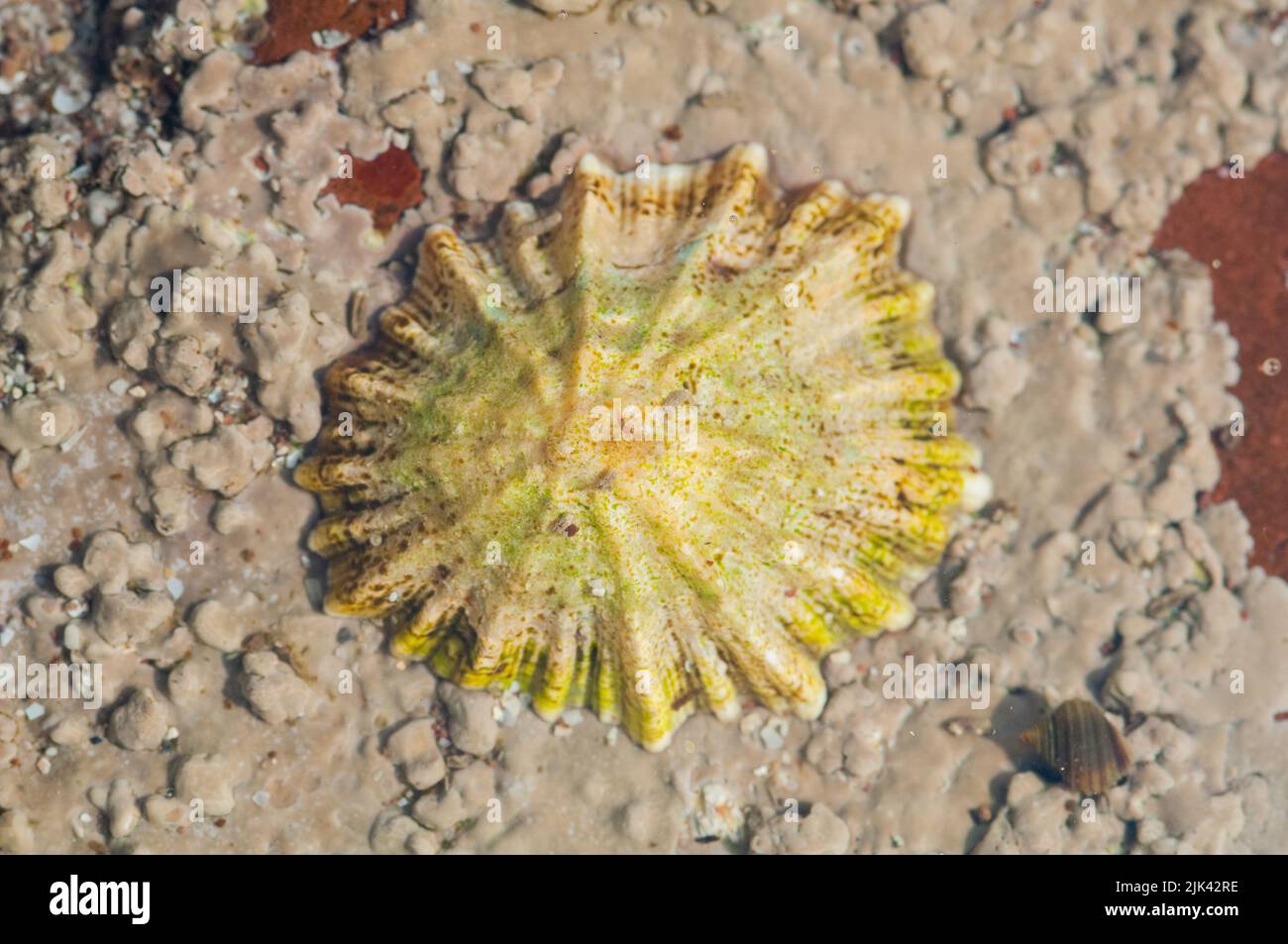 Limpet Patella depressa living in a rockpool with a calcareous ...