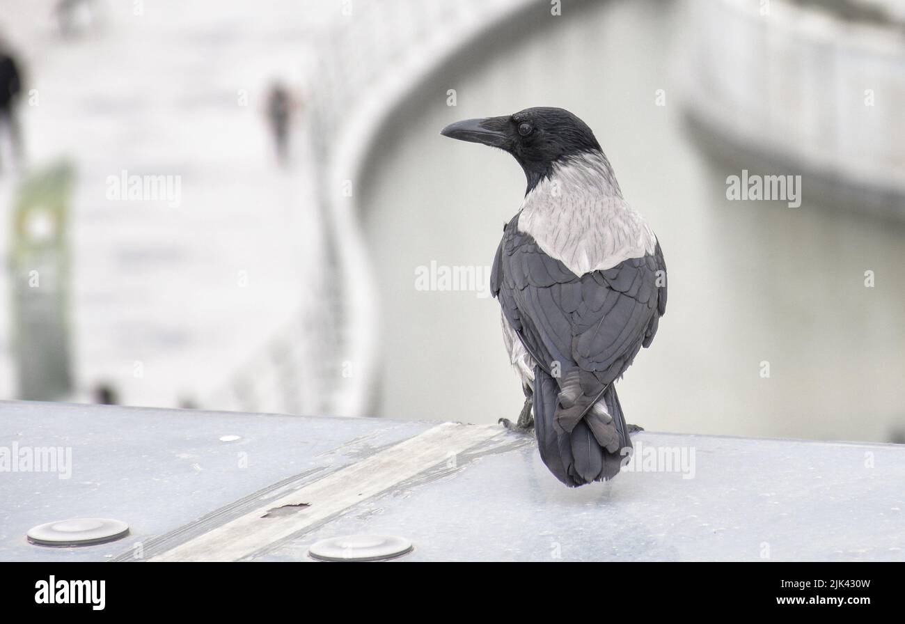 Huge ravens hi-res stock photography and images - Alamy