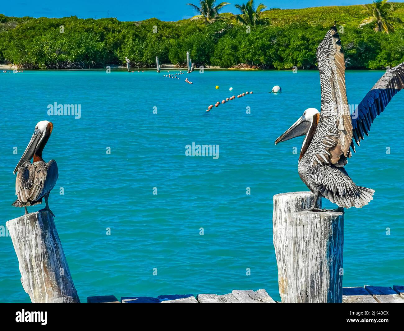 Pelicans pelican bird birds on port of the Isla Contoy island harbor ...