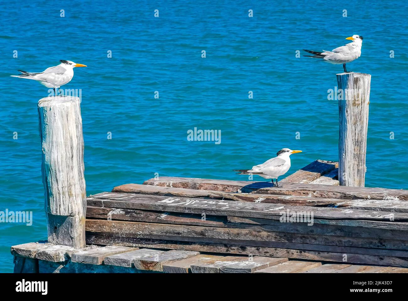 Seagull seagulls bird birds on port of the Isla Contoy island harbor ...
