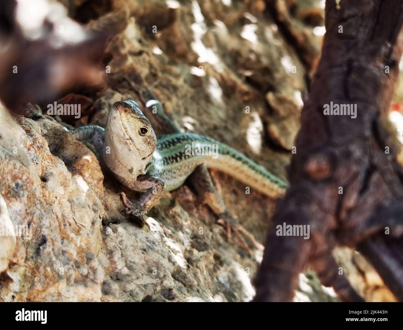 GREECE - PELOPONNESIAN LIZARD Stock Photo - Alamy
