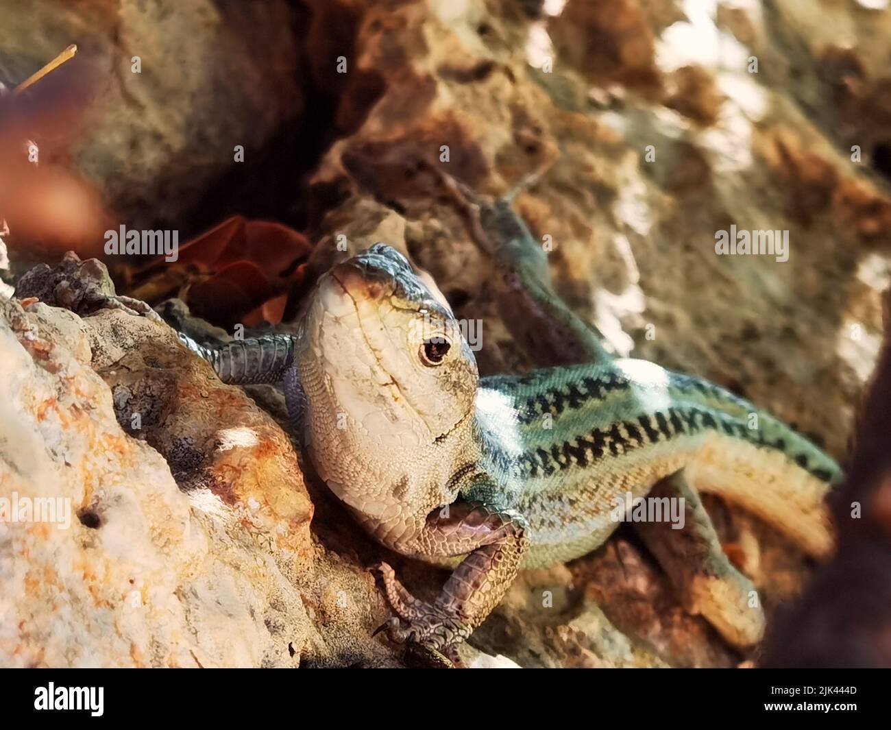 GREECE - PELOPONNESIAN LIZARD Stock Photo - Alamy