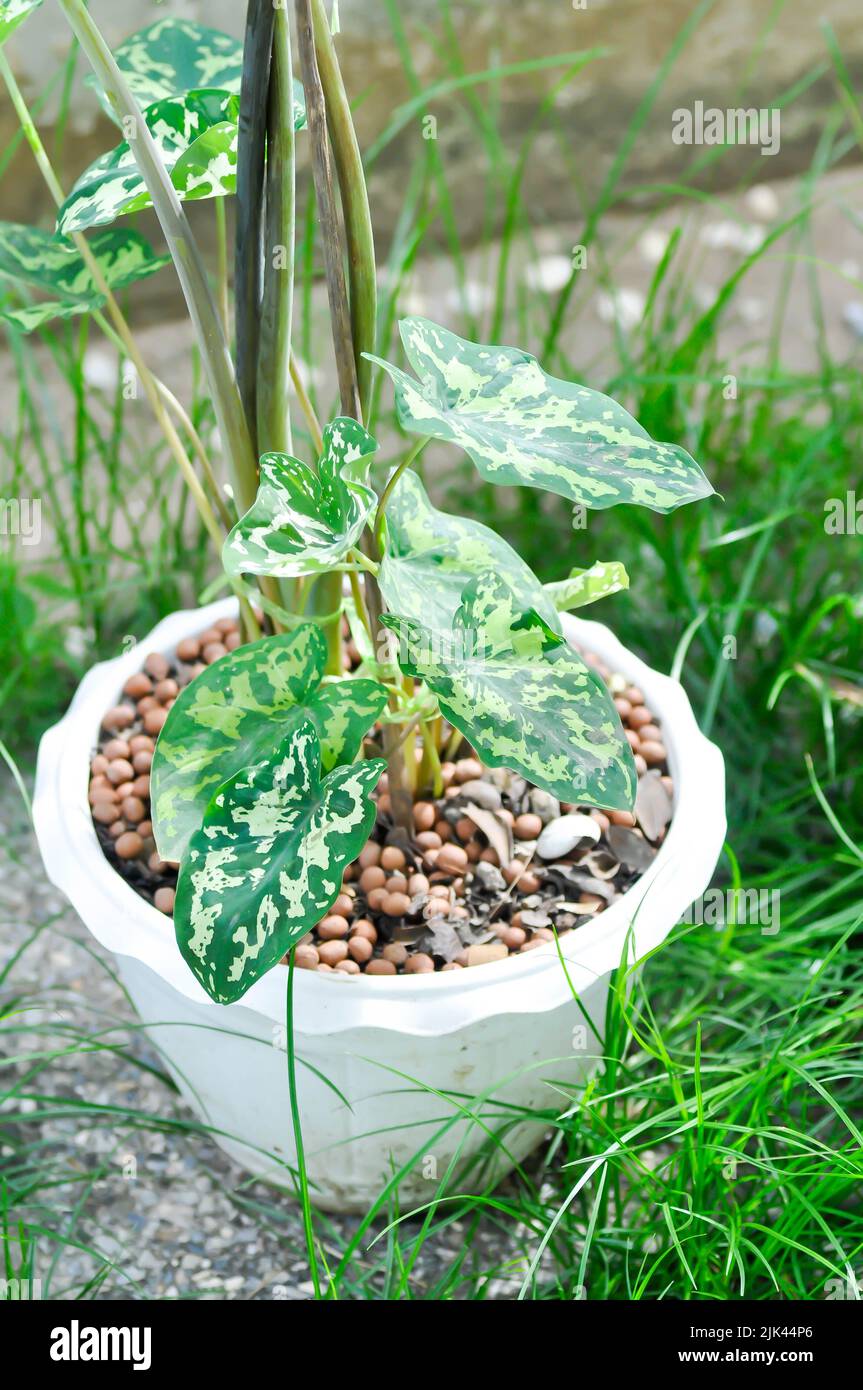 Colocasia Hilo Beauty, Alocasia Hilo or Caladium Hilo Beauty or ...