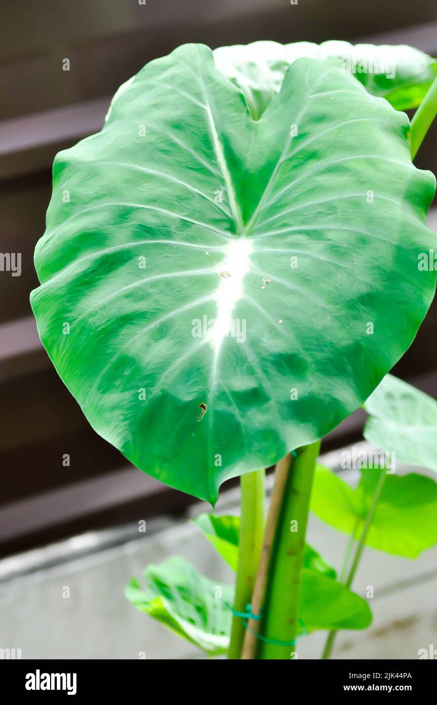 Colocasia Milky Way or Caladium Milky Way or caladium bicolor or ...