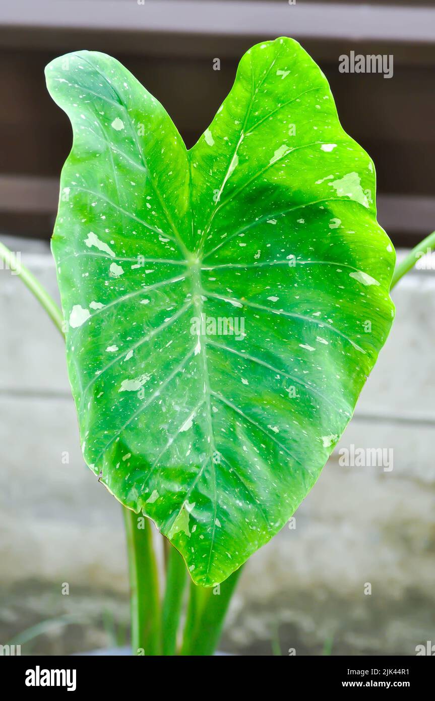 Colocasia midori sour, caladium bicolor or bicolor Colocasia or ...