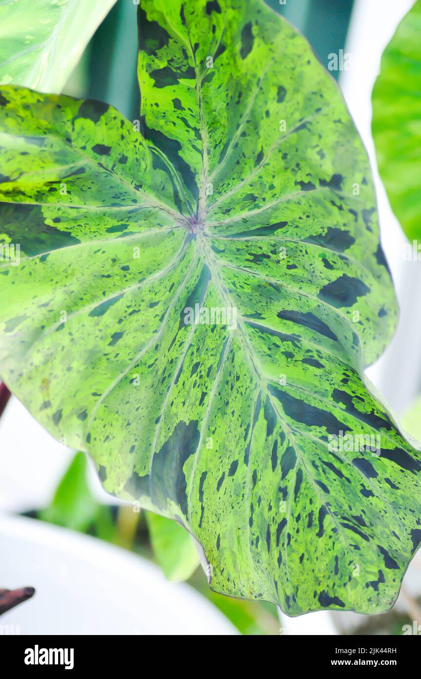 Alocasia, Alocasia mohito or Mojito Alocasia or tricolor alocasia or ...