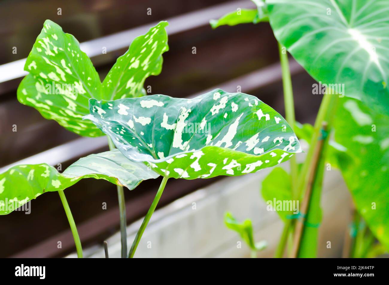 Colocasia Hilo Beauty, Alocasia Hilo or Caladium Hilo Beauty or ...
