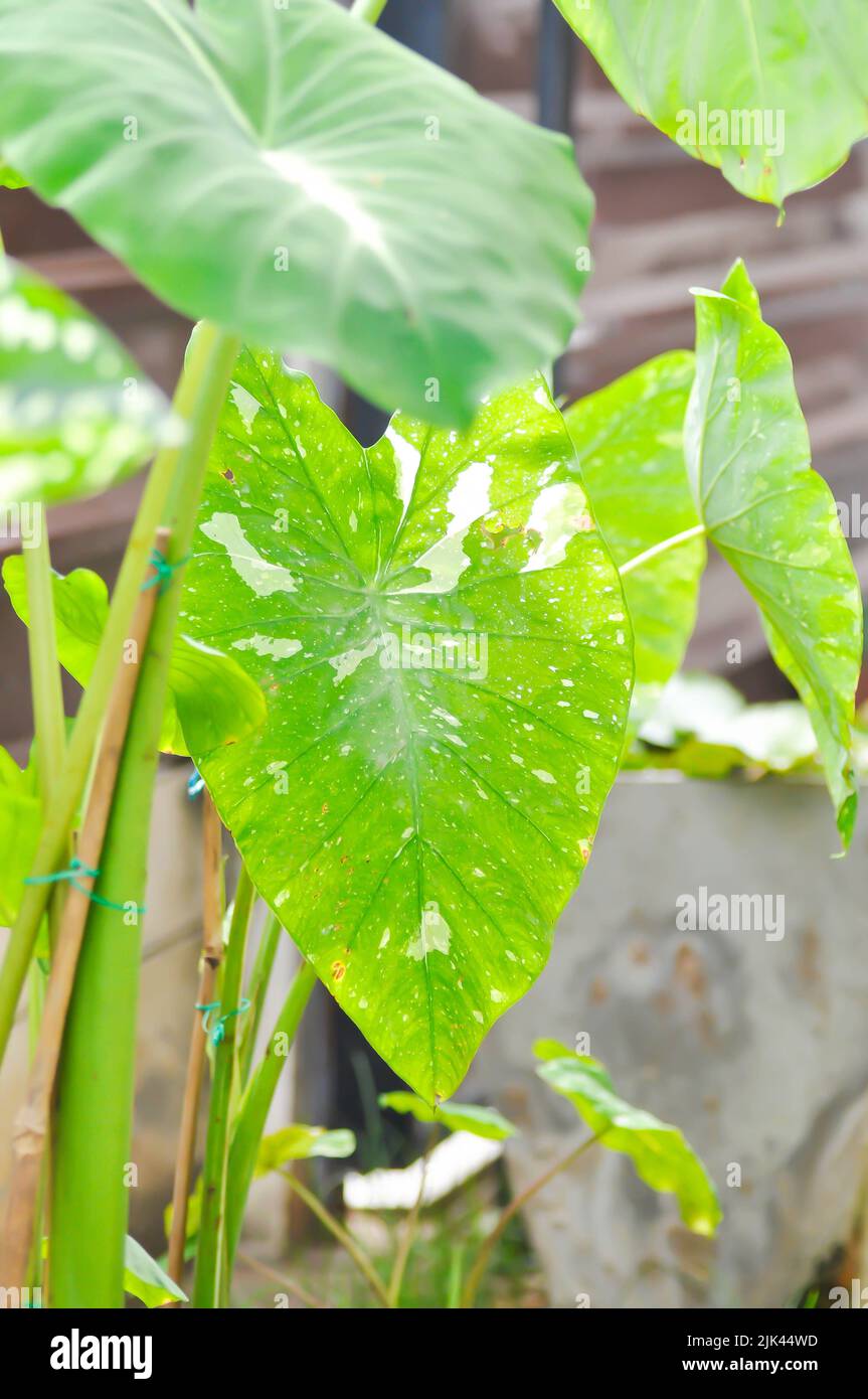 Colocasia midori sour, caladium bicolor or bicolor Colocasia or ...