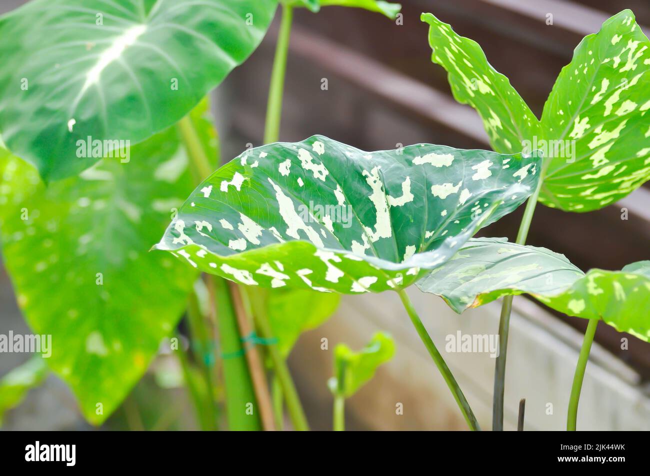 Colocasia Hilo Beauty, Alocasia Hilo or Caladium Hilo Beauty or ...