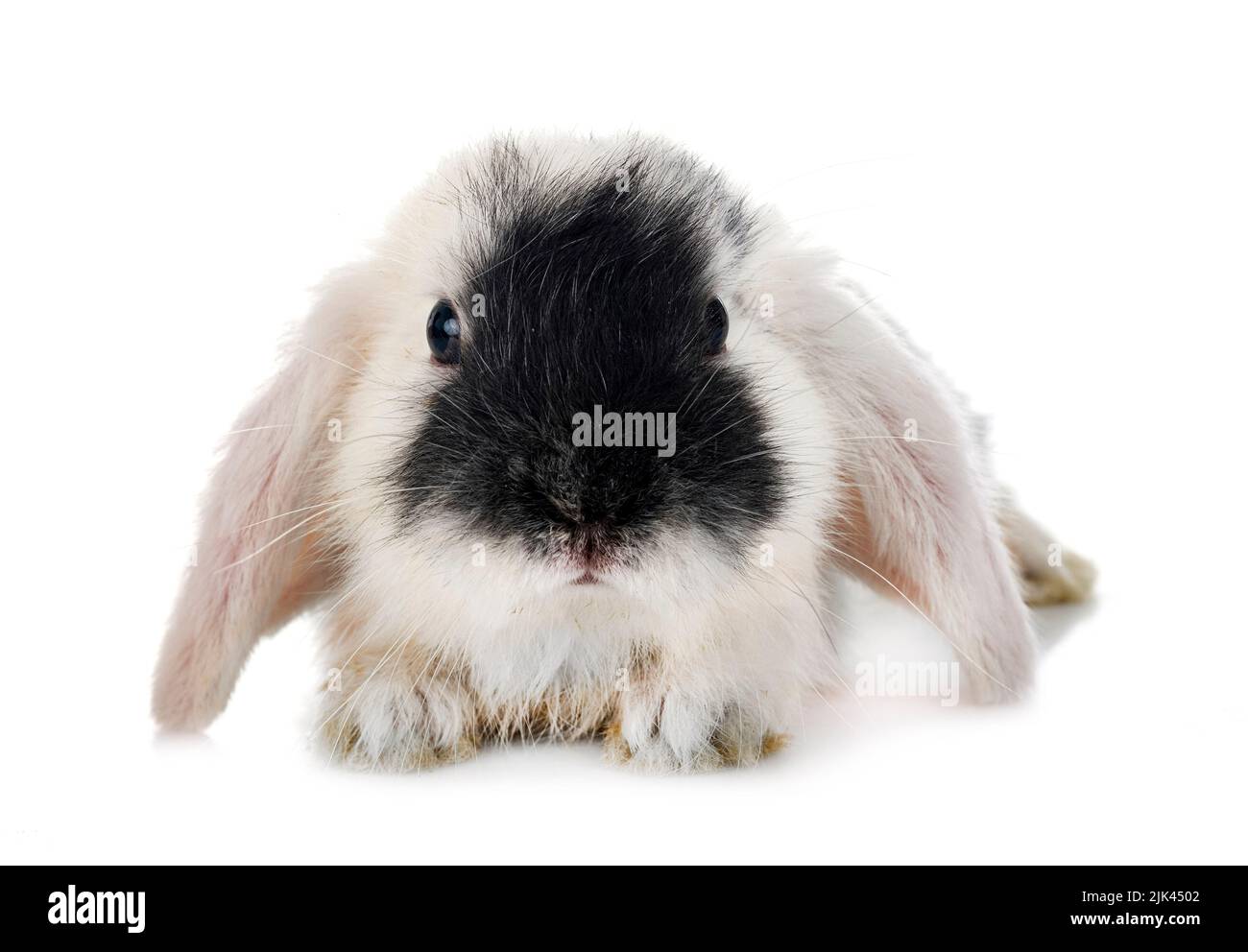 mini lop in front of white background Stock Photo - Alamy