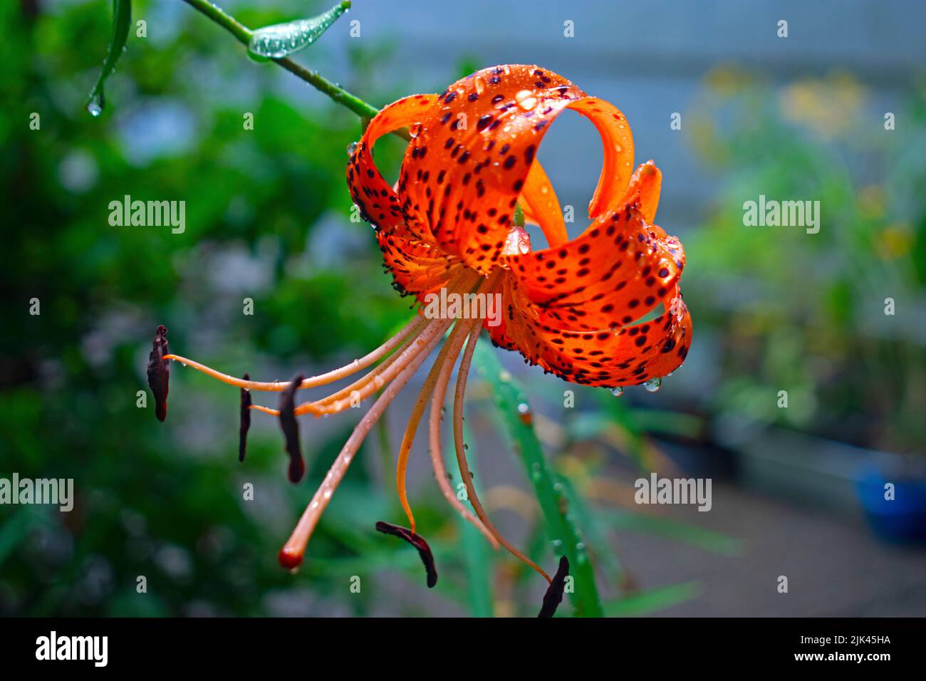 Beautiful orange colored tiger lily with black spots and water drops on ...