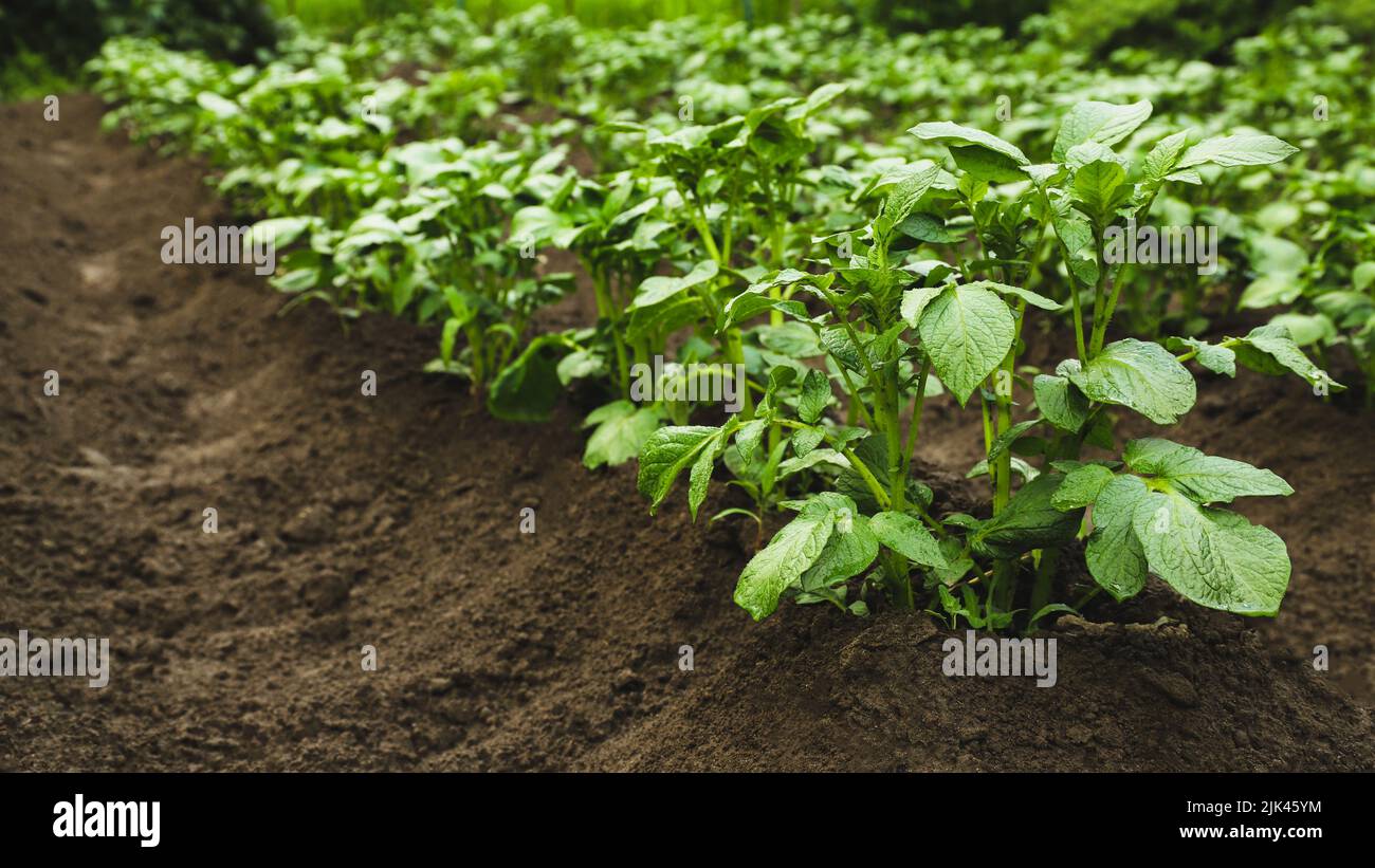 Close up agriculture hi-res stock photography and images - Alamy