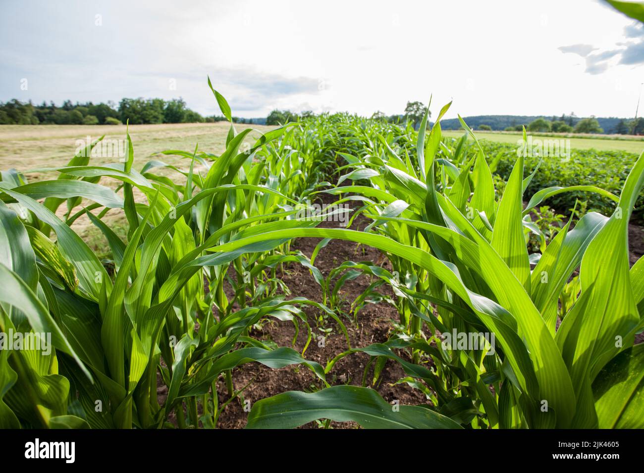 Crops in fields, cereal plants, corn field and potato field, baden ...