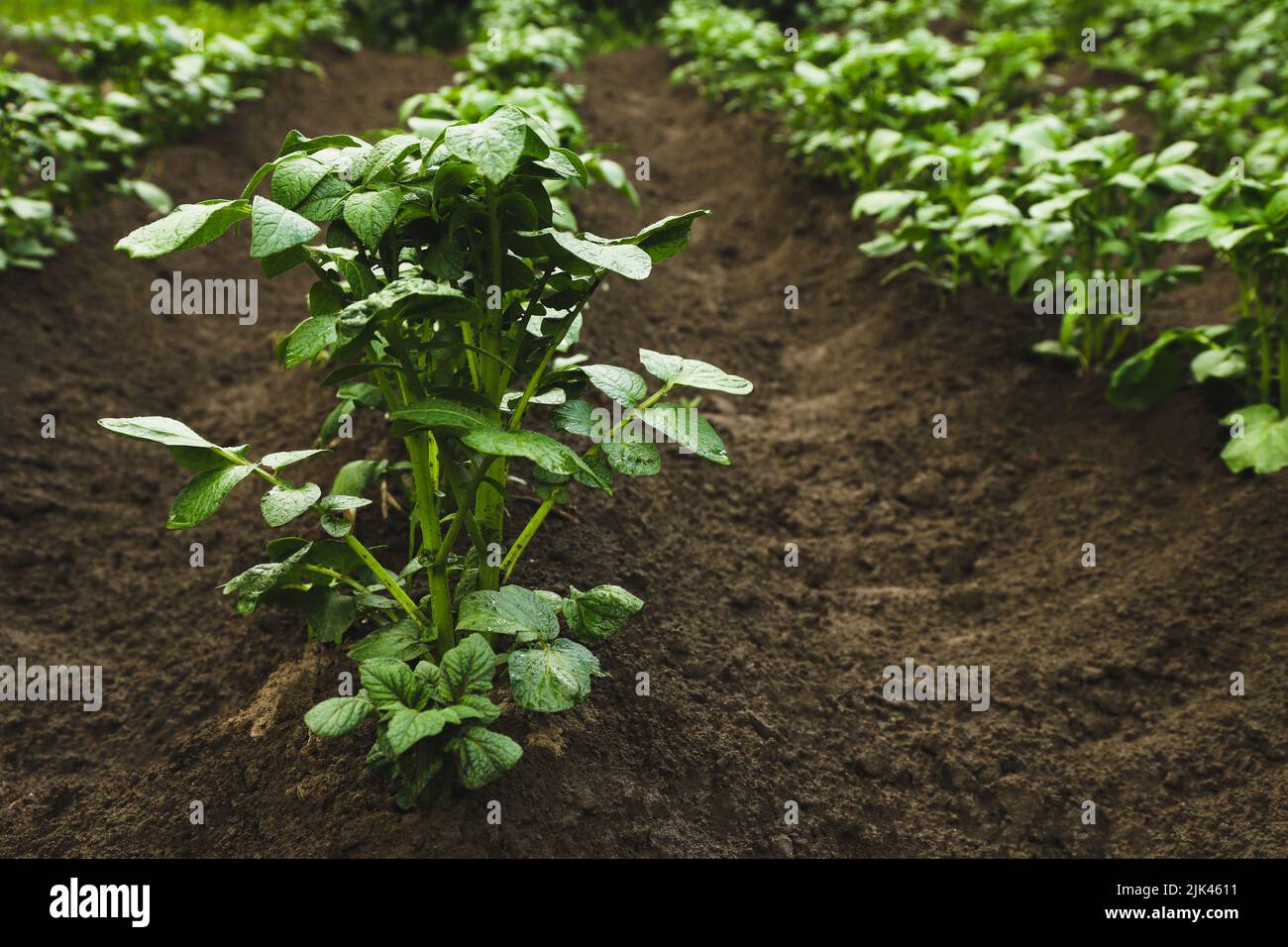 Small field with potatoes in the garden in summer close-up. Agriculture ...