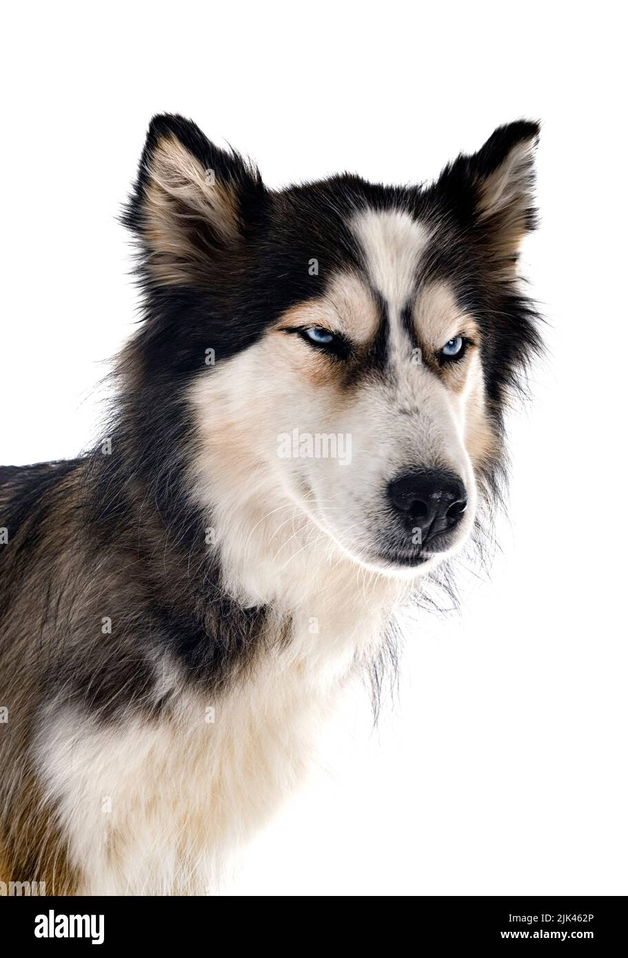 siberian husky in front of white background Stock Photo - Alamy