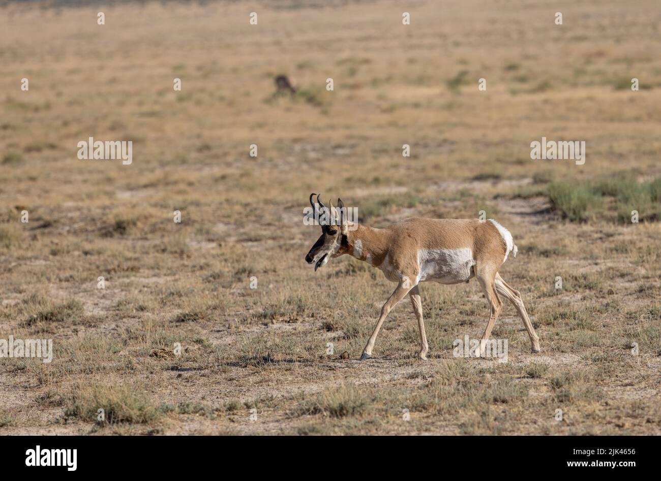 Pronghorn Antelope Buck in the Utah Desert Stock Photo - Alamy