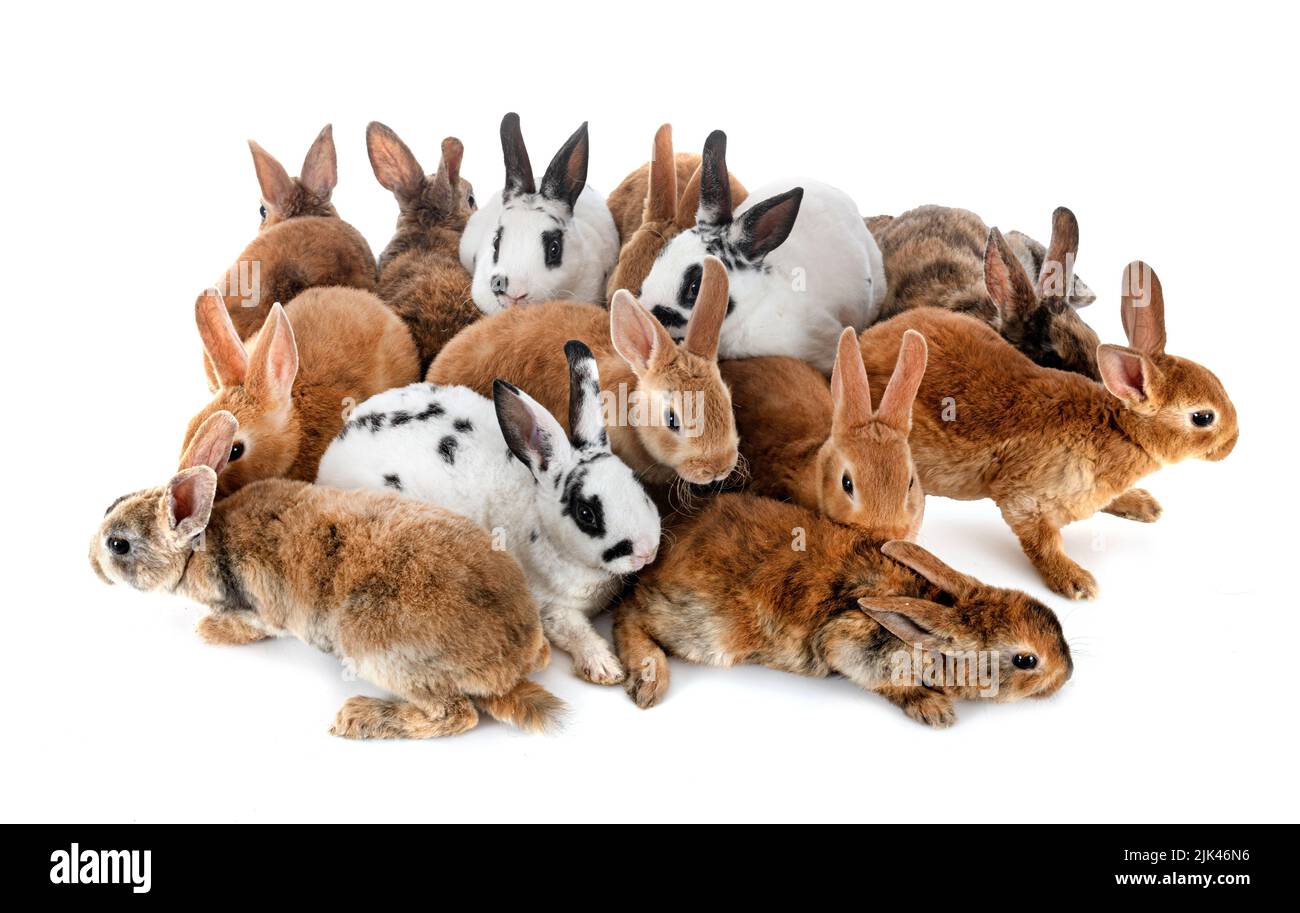 group of rex rabbits in front of white background Stock Photo - Alamy