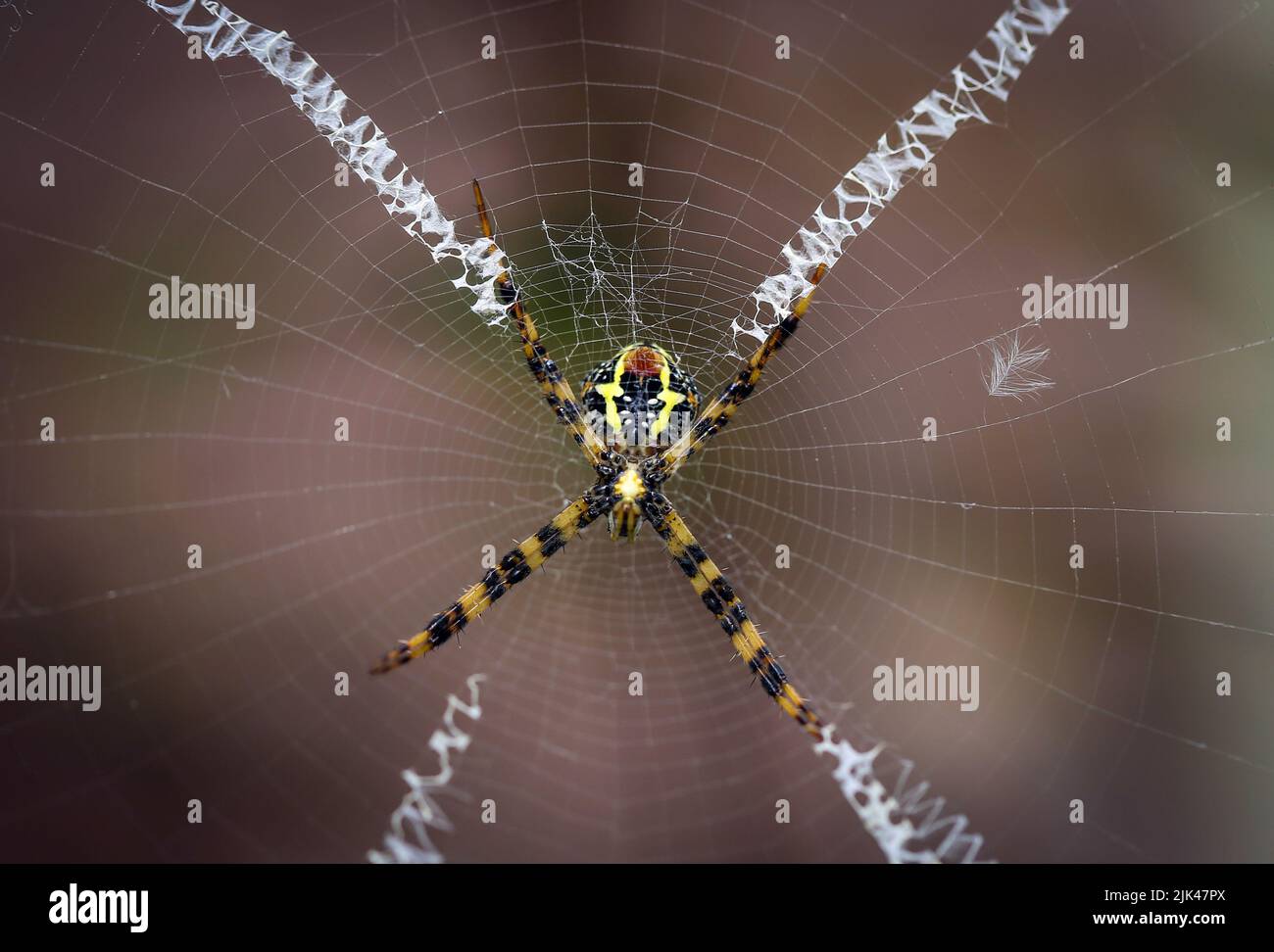 Kathmandu, Nepal. 30th July, 2022. Yellow Garden Spider hangs on its ...