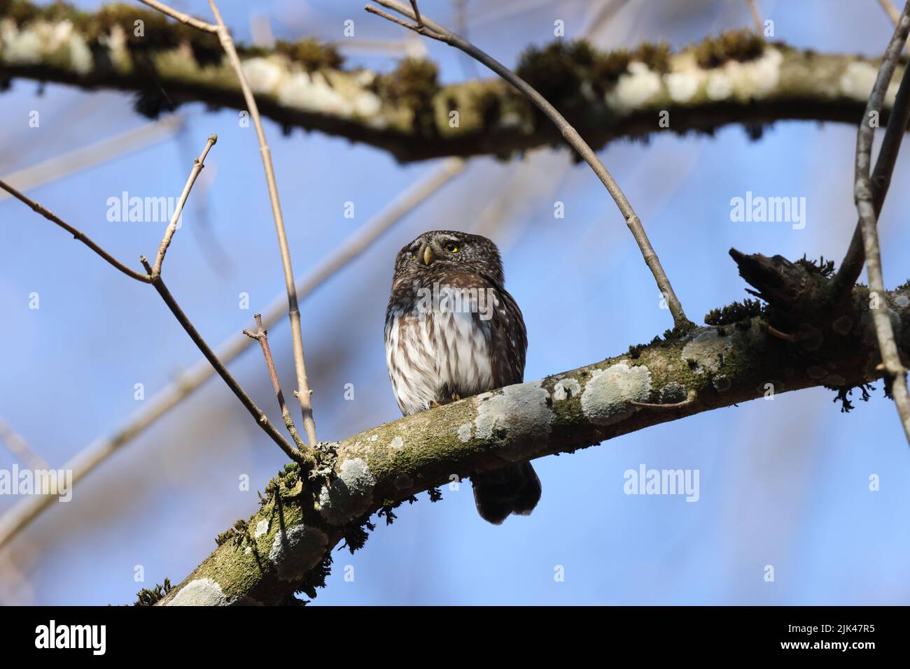 Northern pygmy owl hunt hi-res stock photography and images - Alamy