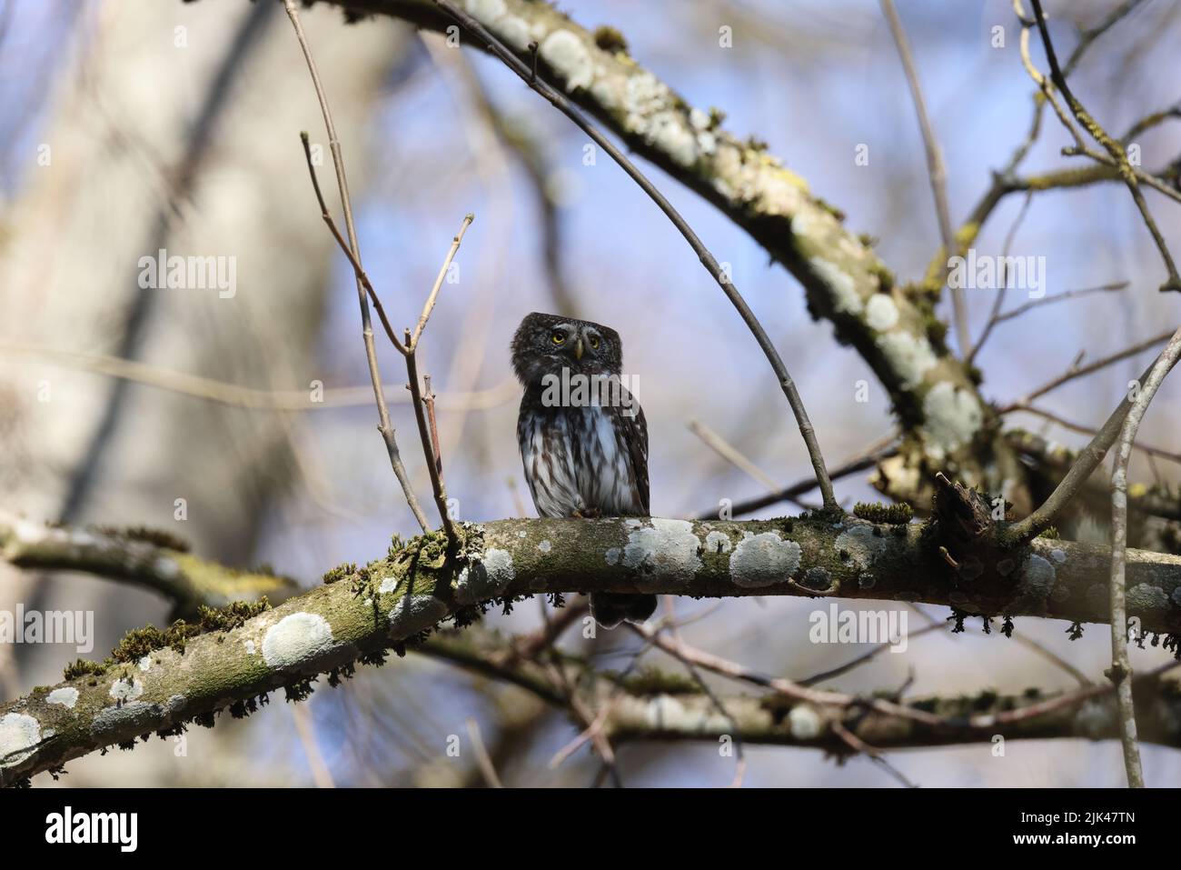 Northern pygmy owl hunt hi-res stock photography and images - Alamy