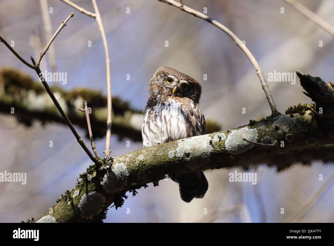 Northern pygmy owl hunt hi-res stock photography and images - Alamy